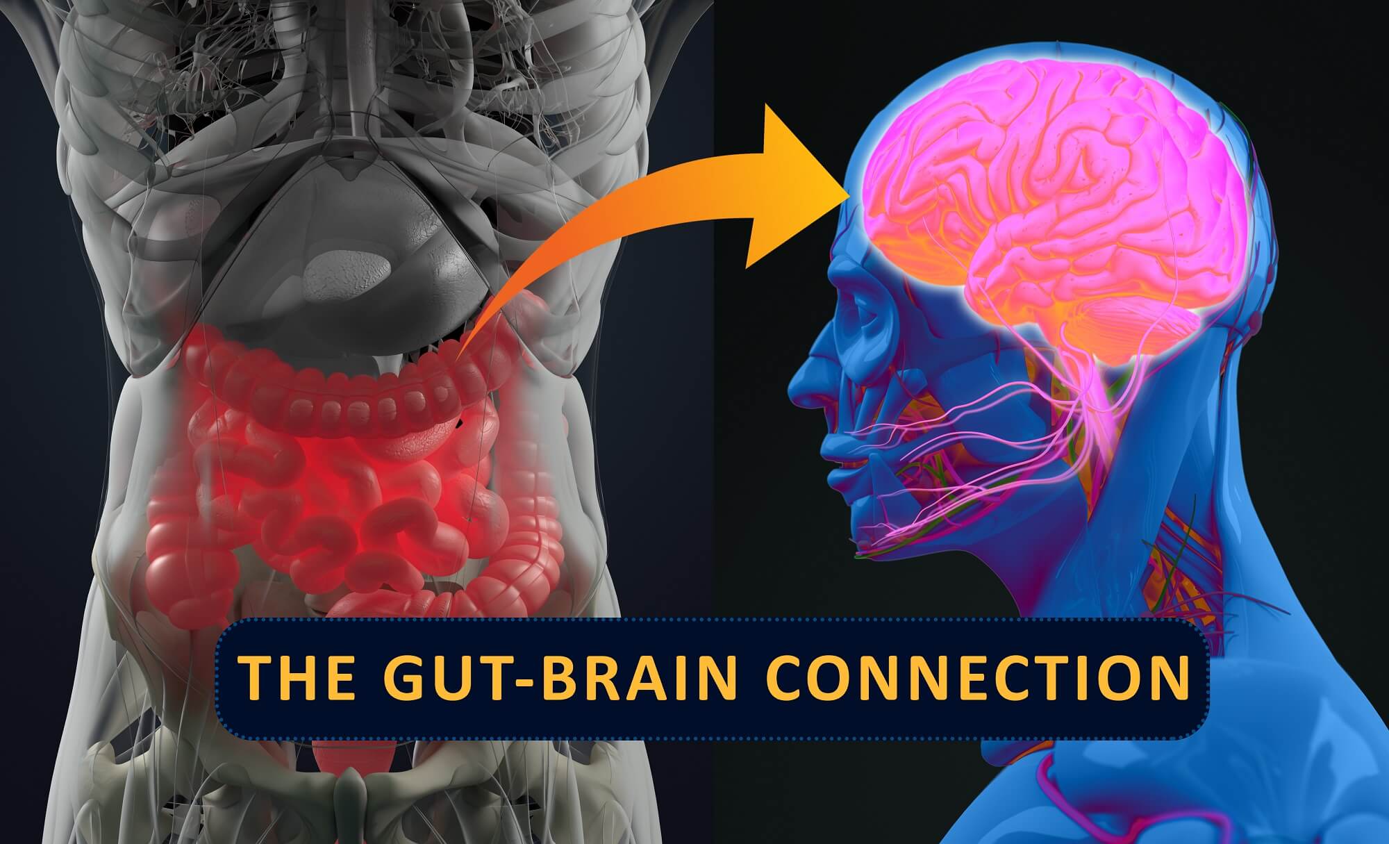 The Gut Microbiome and Its Impact on Your Health and Brain