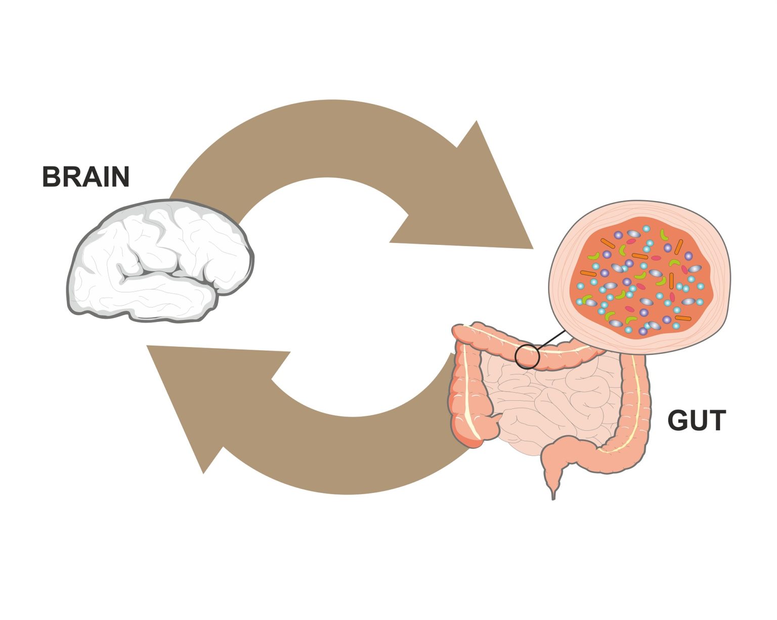 Gut health and mental health connection