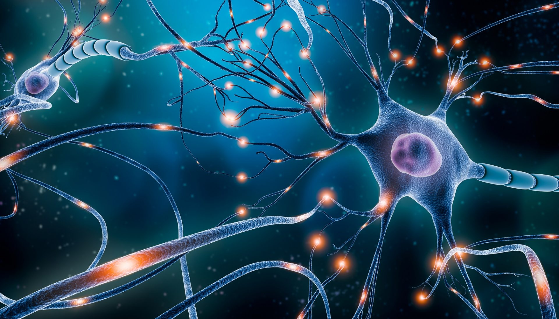 What Is The Neuroscience Of Aging What Is The Neuroscience Of Aging