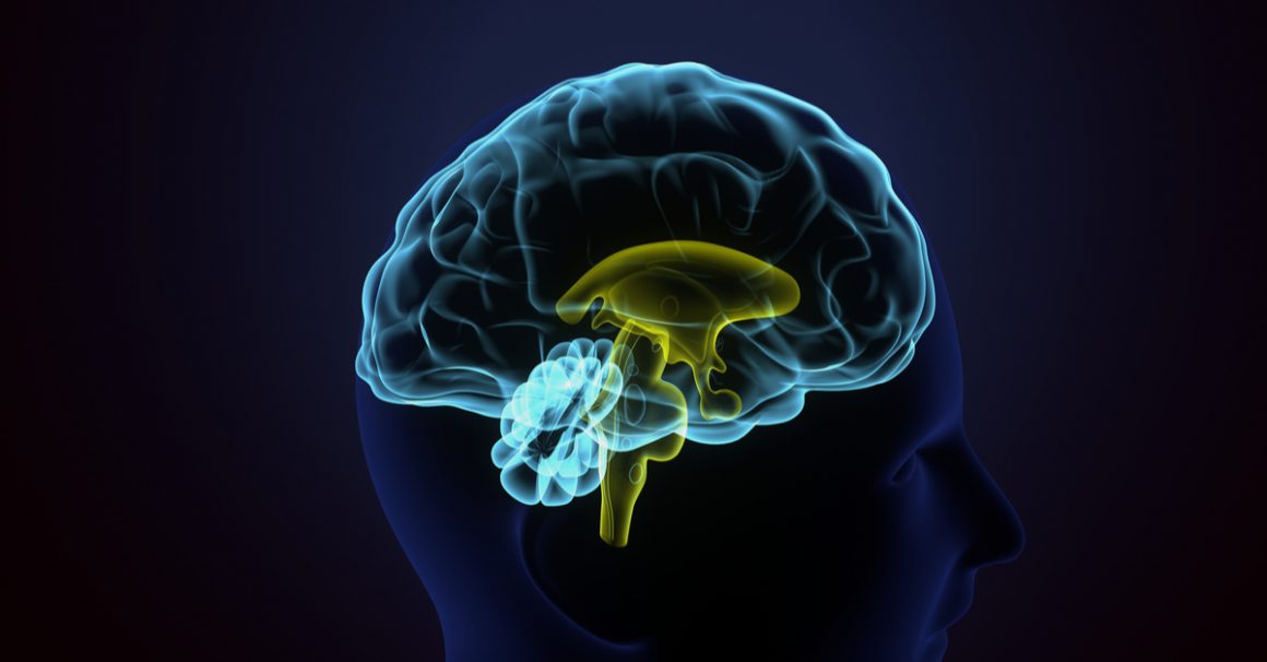 Common myths about the brain