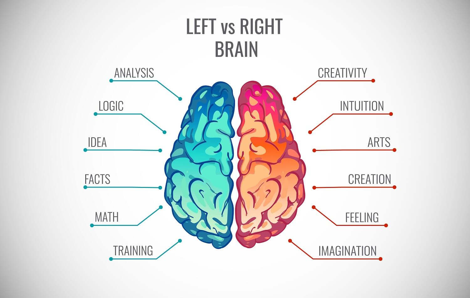 Common Myths About The Brain