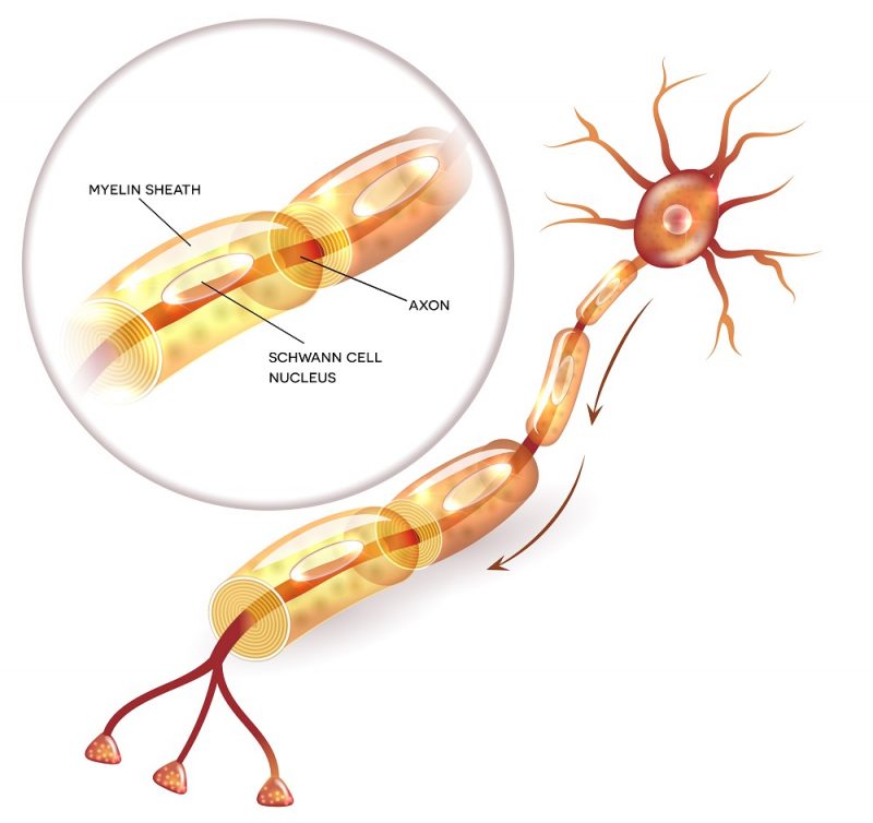 What is myelin and how is it connected to cognitive decline